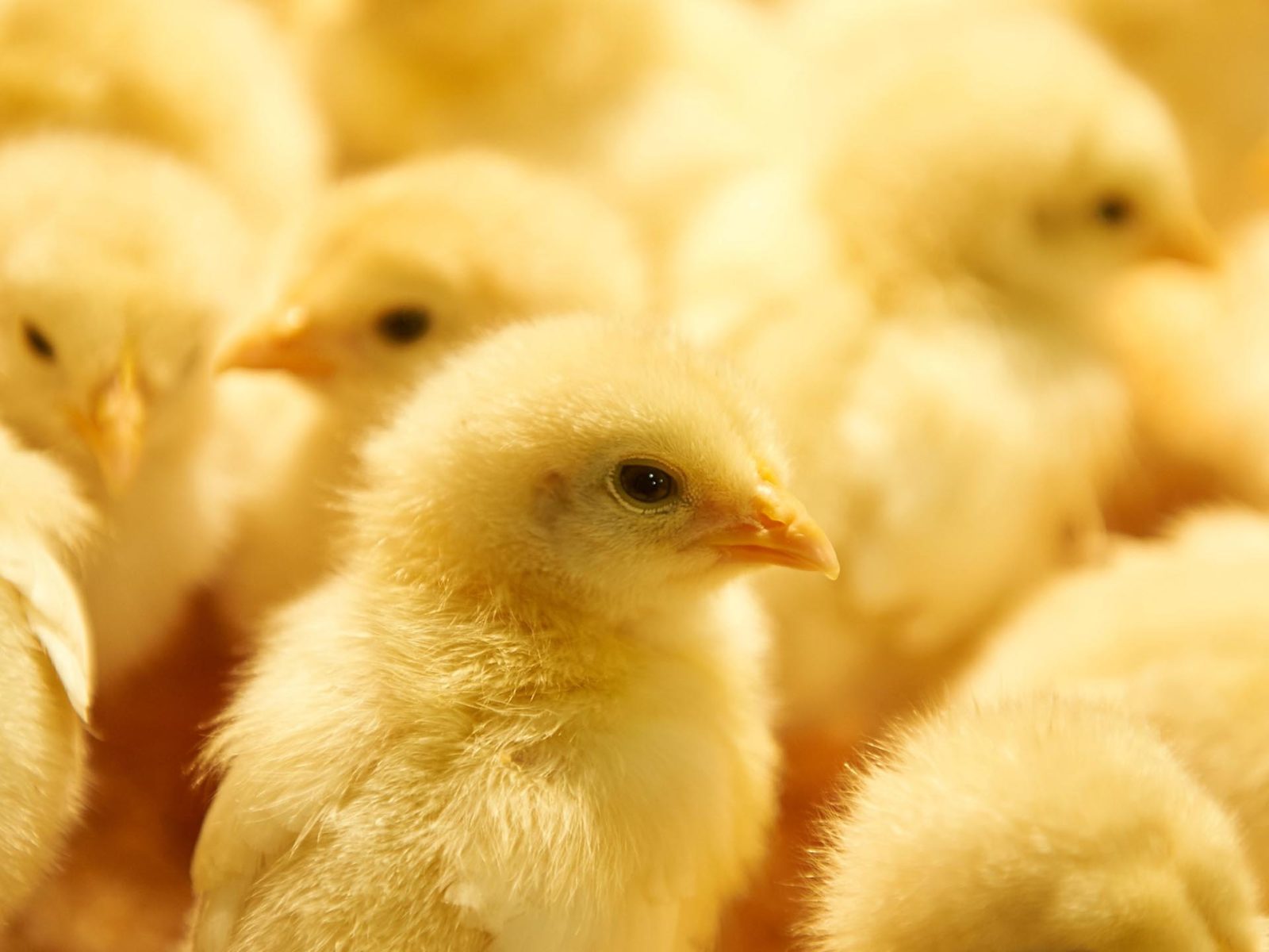 Uzgoj pilića – Stočna Hrana