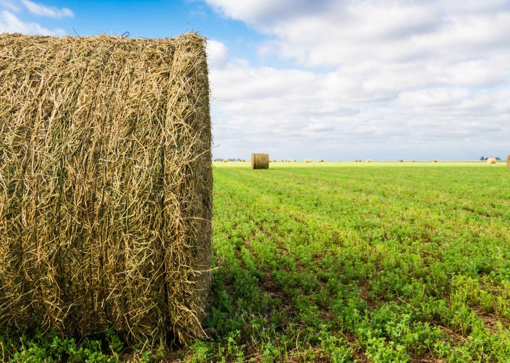 Značaj gajenja lucerke – Stočna Hrana