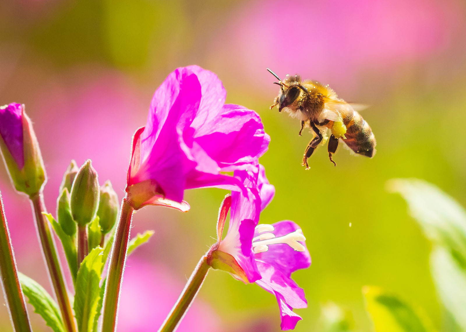 Zašto je Beč „glavni grad“ pčela – Stočna Hrana