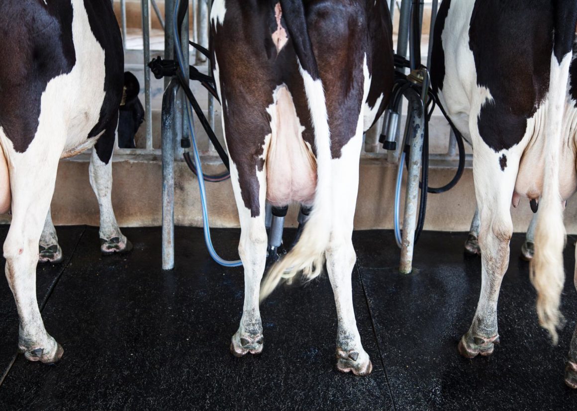 Mastitis kod krava – Stočna Hrana